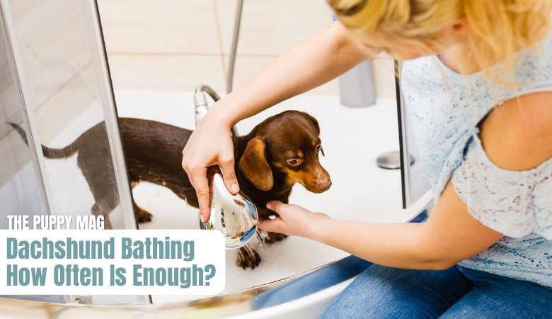How Often Should You Bathe A Dachshund? (Bathing Tips) – The Puppy Mag How Often Should You Bathe A Dachshund? (Bathing Tips) – The Puppy Mag